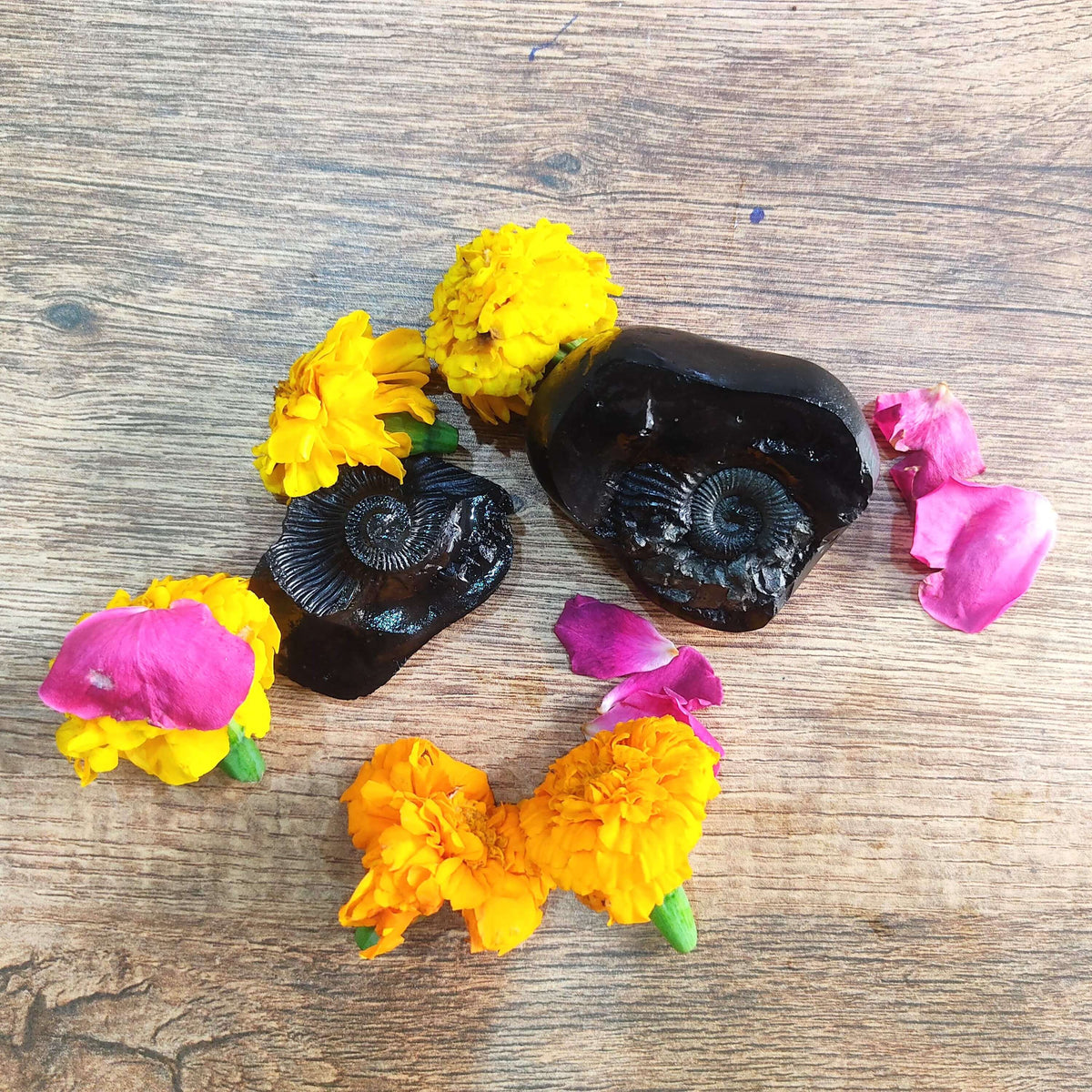 Shaligram -Open chakra (Original from Gandak River) | Kalyanastrogems