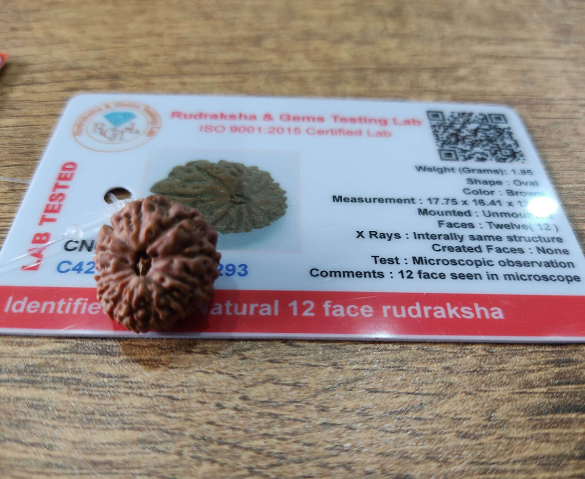 12 Mukhi Certified Rudraksha (Indonesian Java) | Kalyanastrogems