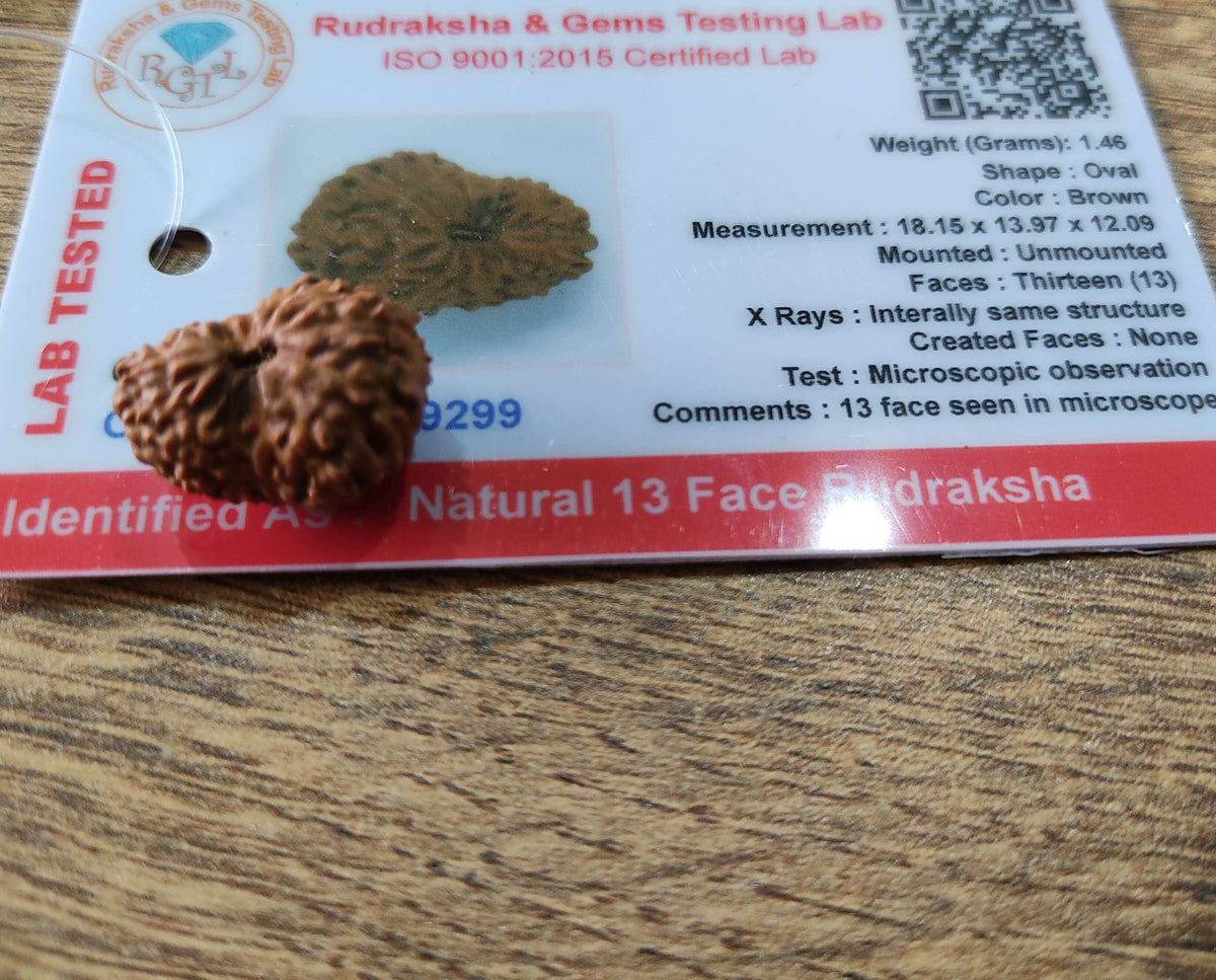 13 Mukhi Certified Rudraksha (Indonesian Java) | Kalyanastrogems