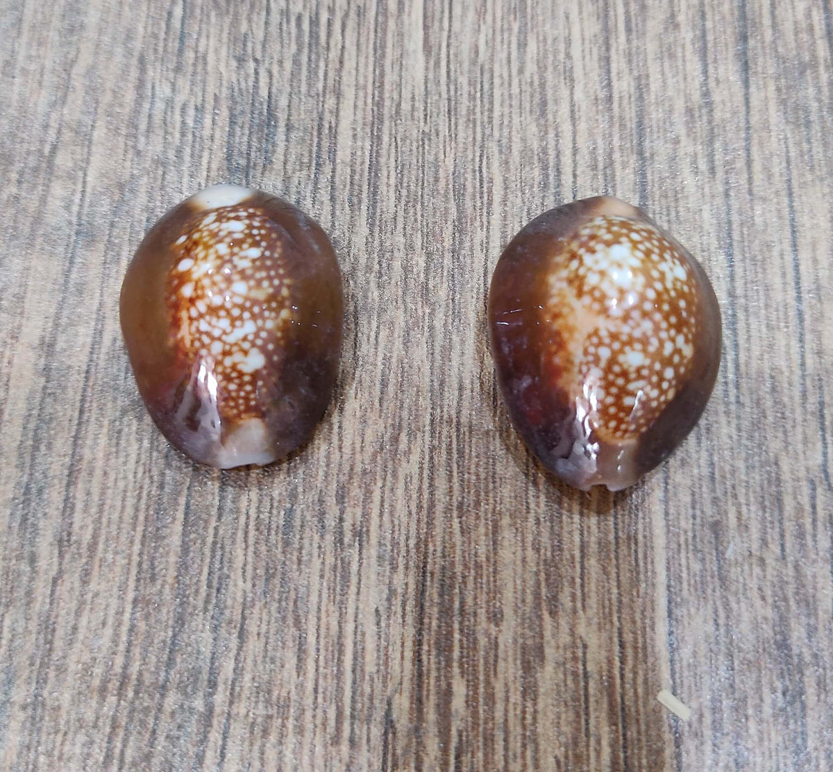 Raj lakshmi Kaudi | Kalyanastrogems