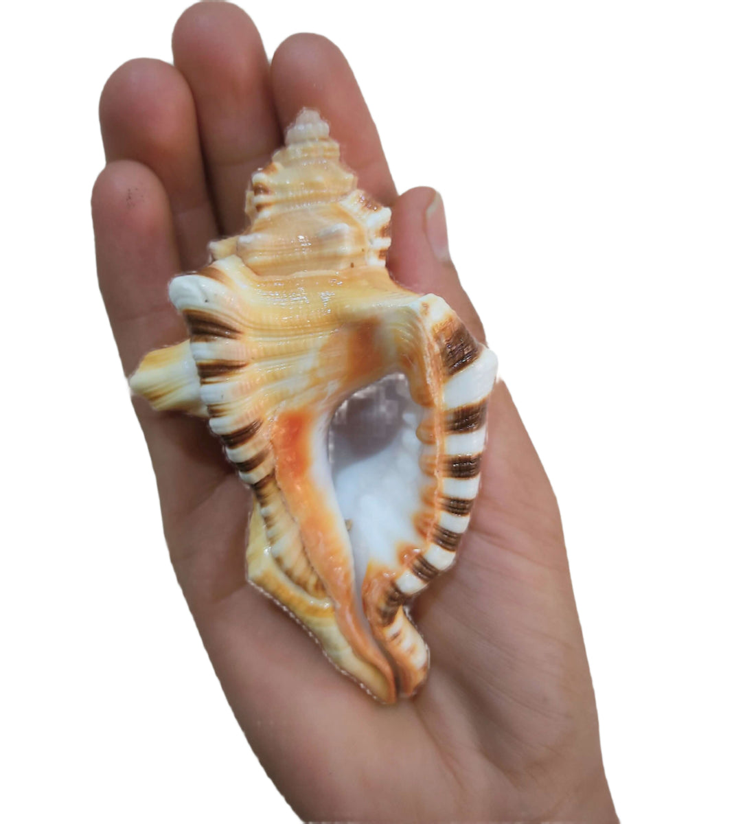 Ganesh Shankh Conch shell | Kalyanastrogems